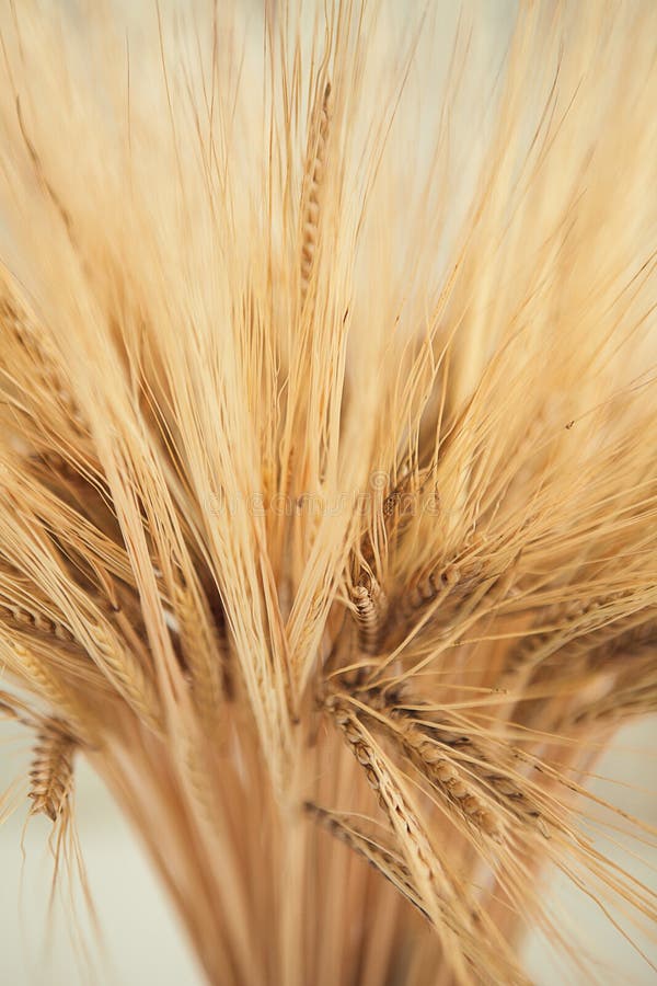 Wheatears Texture. Peace of Wheat Pattern with Bokeh. Yellow Dried ...