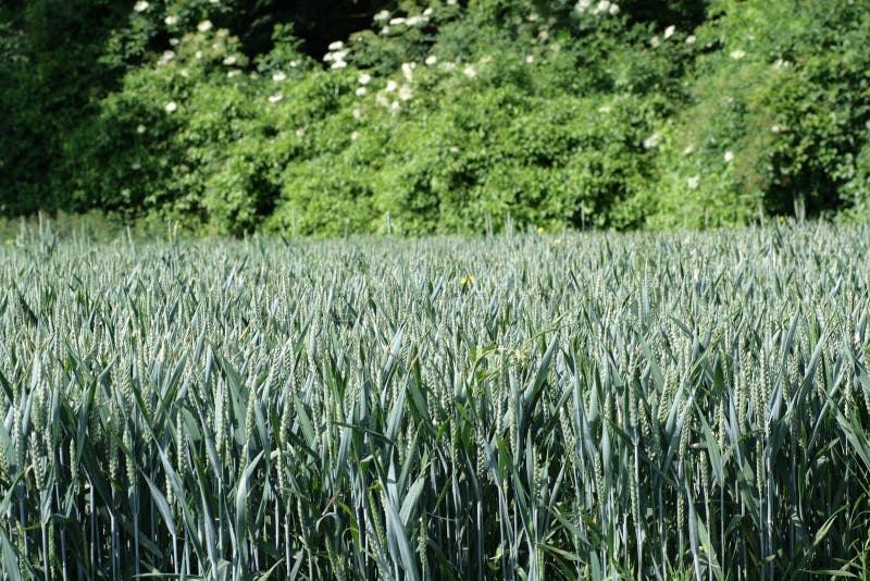 Wheatfield stock image. Image of wheatfield, culture - 11524053