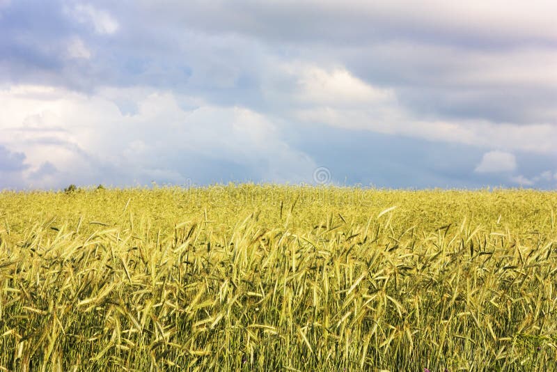 Wheatfield stock photo. Image of blue, foreground, gold - 12159536
