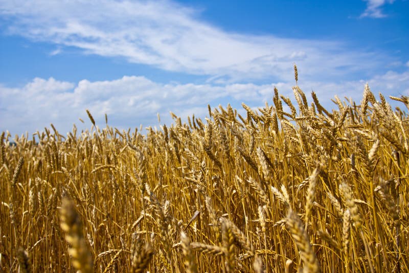 Wheatfield stock image. Image of harvest, organic, field - 27437467