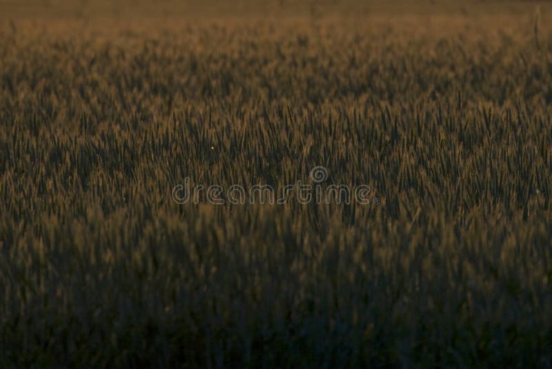 Wheatfield stock photo. Image of field, land, grain, evening - 27873322