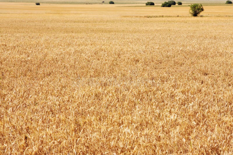 Wheatfield stock photo. Image of grass, harvest, wheat - 3662156