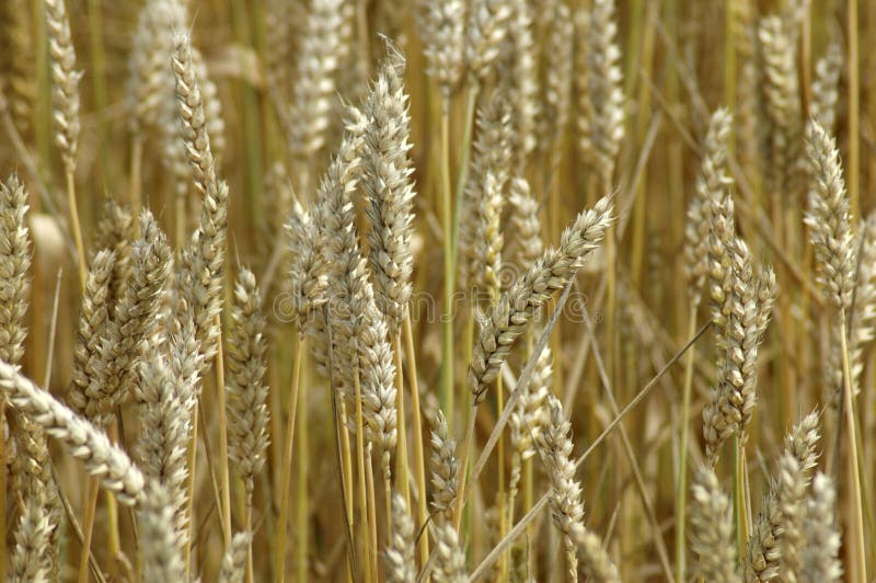 Wheatfield stock photo. Image of farm, crop, cereals, seed - 685480