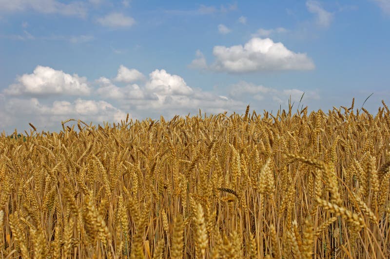 Wheatfield stock image. Image of field, summer, grain, farmland - 949359