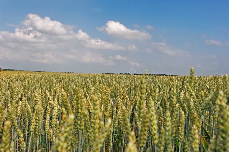 Wheatfield stock image. Image of wheatfield, field, countryside - 949337