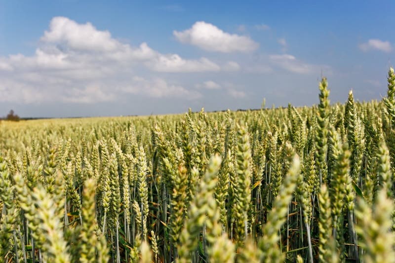 Wheatfield stock image. Image of field, summer, grain, farmland - 949359
