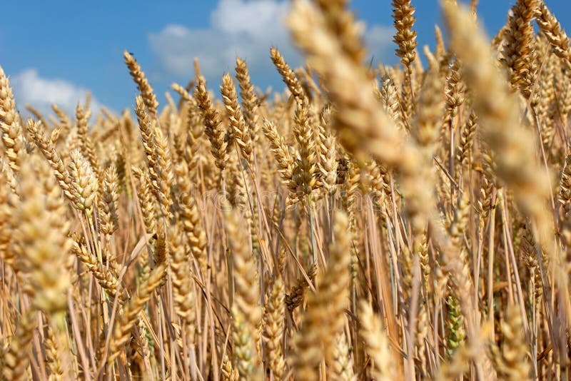 Wheatfield stock image. Image of country, field, rural - 949469