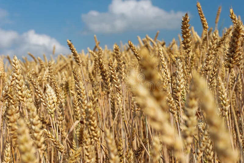 Wheatfield stock image. Image of wheat, avena, grain, phragmites - 949433