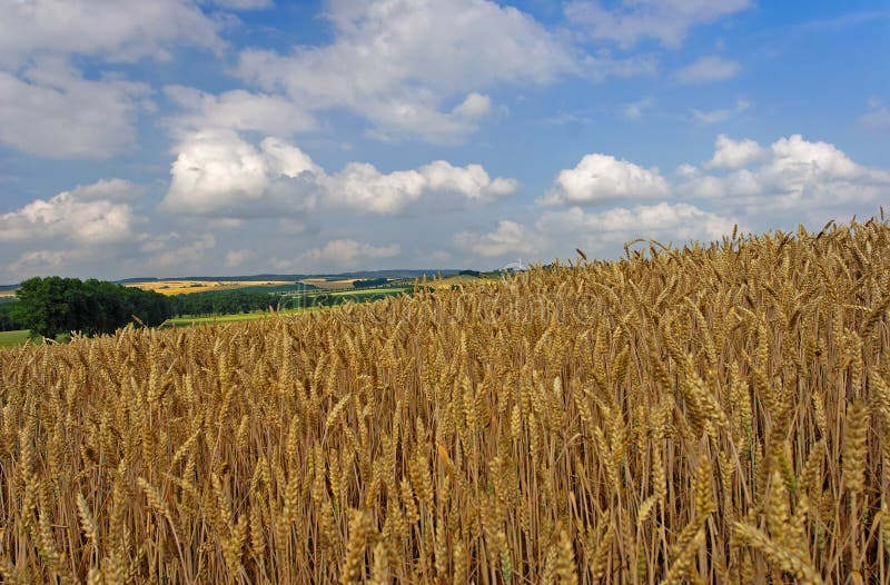 Wheatfield stock image. Image of field, summer, grain, farmland - 949359