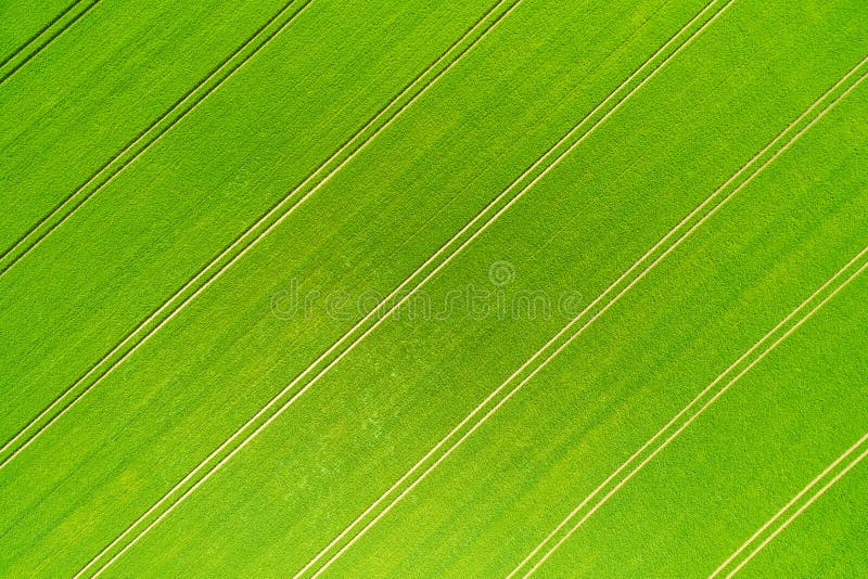Wheatfield stock photo. Image of scenic, farm, grass - 91552752