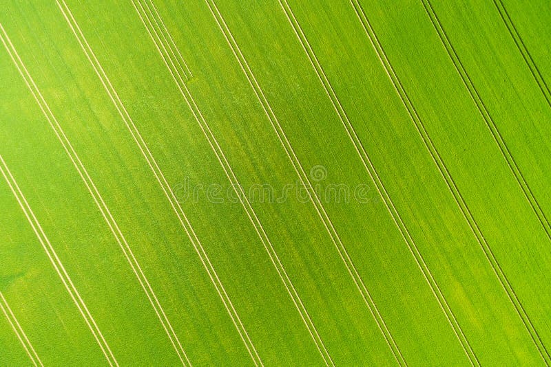 Wheatfield stock photo. Image of drone, plant, green - 91552894