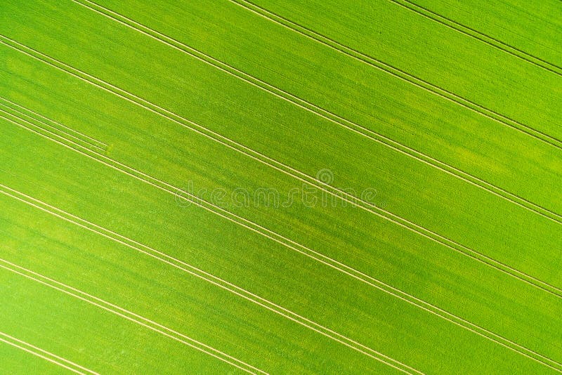 Wheatfield stock photo. Image of environment, park, landscape - 91553078