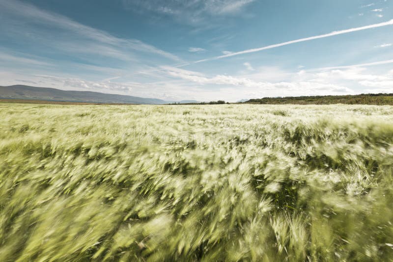 Wheat field in the wind stock photo. Image of field, agriculture - 26316666