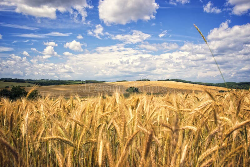 Wheatfield and Blue Sky with Clouds Stock Photo - Image of cereal ...
