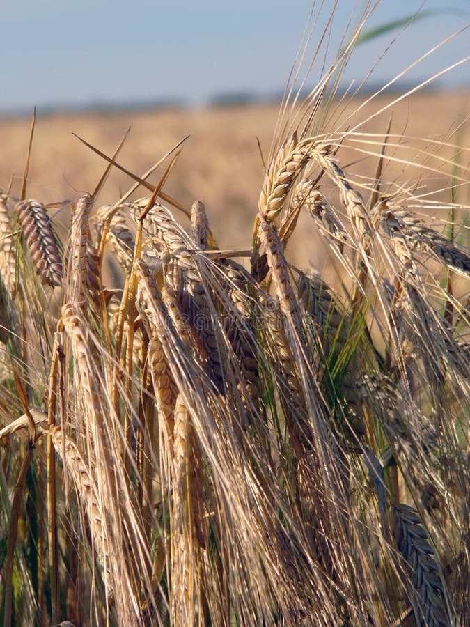 Wheatfield close-up stock image. Image of environment, farming - 175619