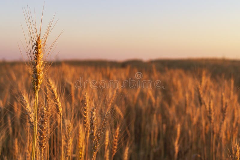 1,022 Gold Wheatfield Stock Photos - Free & Royalty-Free Stock Photos ...