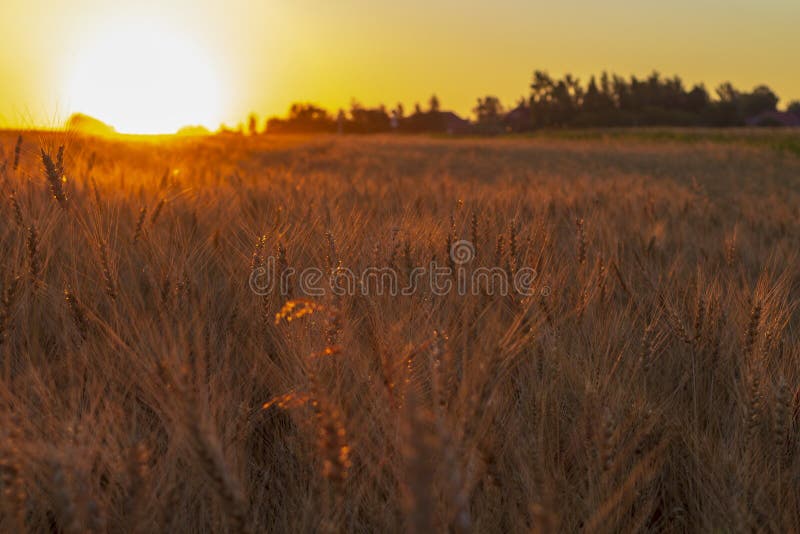 Wheatfield of Gold Color in Evening Sunset Stock Photo - Image of ...
