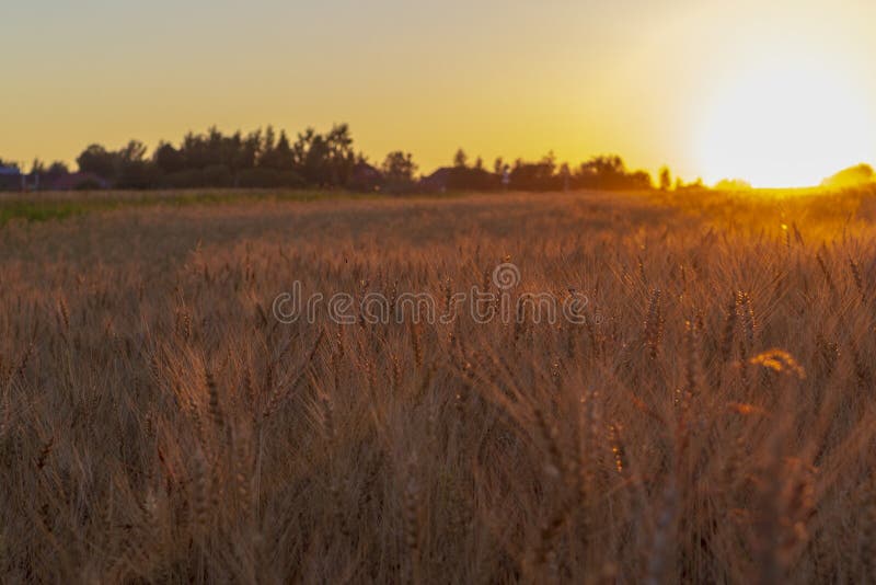 Wheatfield of Gold Color in Evening Sunset Stock Photo - Image of ...