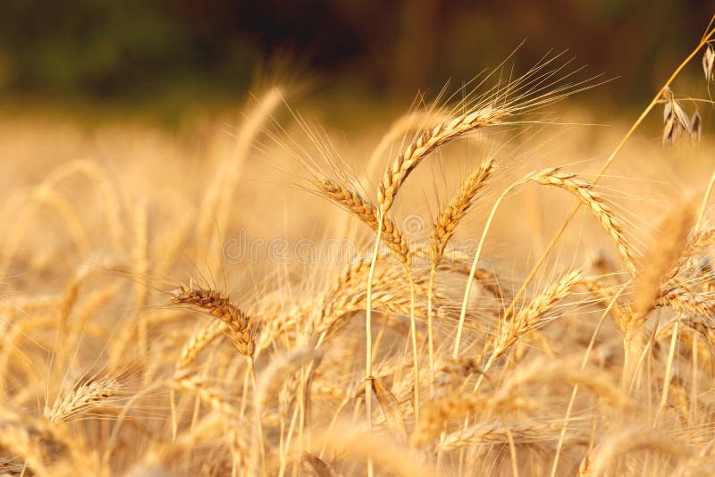 Wheatfield of Gold Color in Sunset during Harvest Stock Image - Image ...