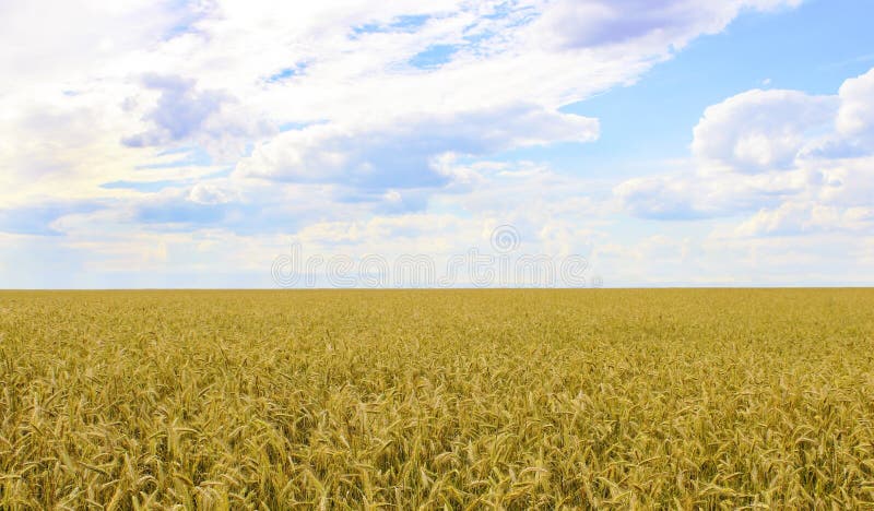 Wheatfield stock image. Image of horizon, corn, paysage - 46053065