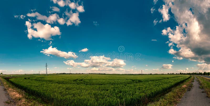 Wheatfield panoramic stock photo. Image of food, horizon - 92894264