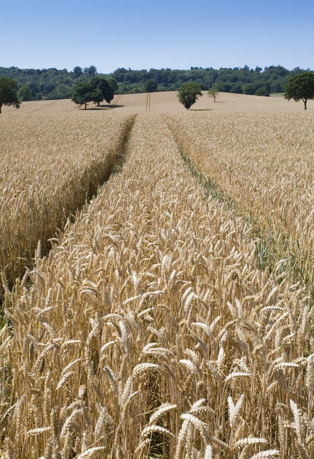 A Wheatfield Ready for Harvest Stock Photo - Image of cornfield ...