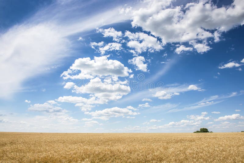 Wheatfield and sky stock photo. Image of eating, wheat - 5915208