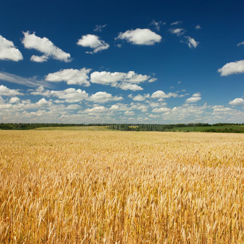 Wheatfield stock image. Image of clear, land, color, grain - 42077117