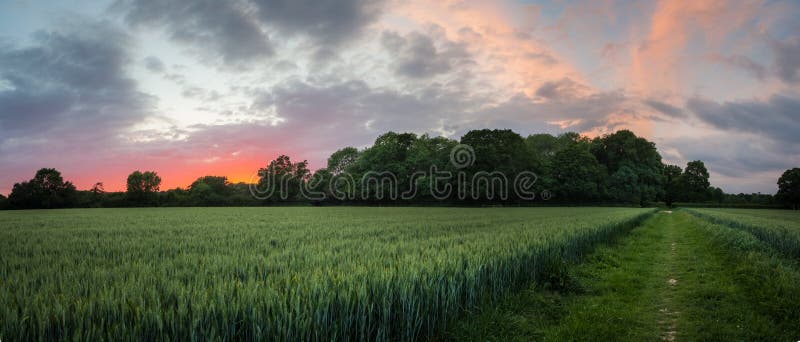 Wheatfield stock photo. Image of sunshine, country, reservoir - 93821356