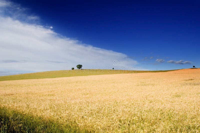 Wheatfield and a tree stock photo. Image of lonely, blue - 1103674