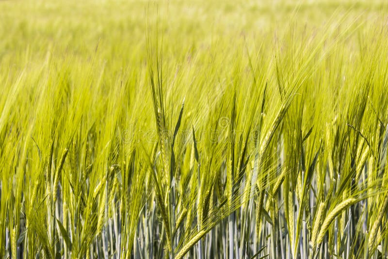 Wheatfield stock photo. Image of green, growth, agriculture - 32075618