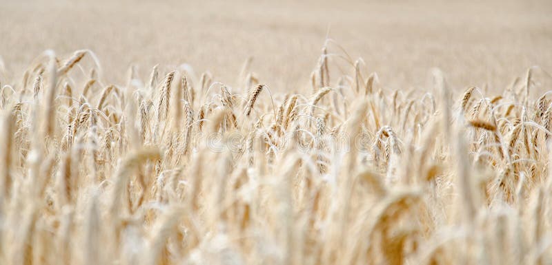 Wheatfield stock image. Image of cereal, field, core - 33266327