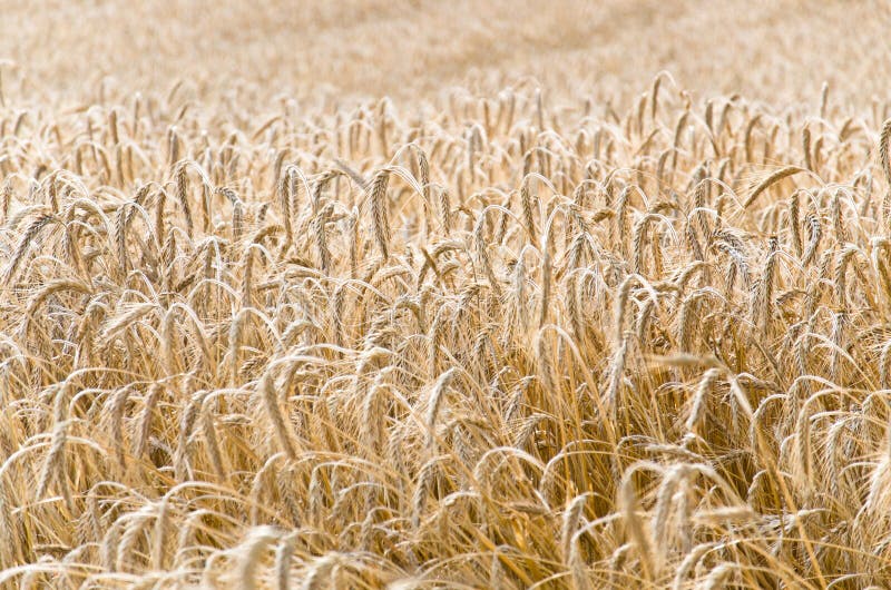 Wheatfield stock image. Image of straw, core, wheat, thread - 33266339