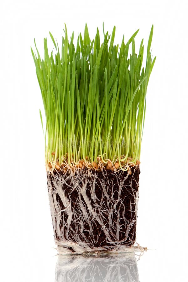 Wheatgrass stock photo. Image of green, white, healthy - 11987426