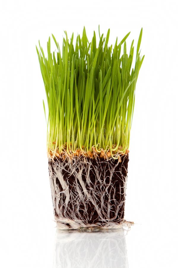 Wheatgrass stock photo. Image of green, white, healthy - 11987426