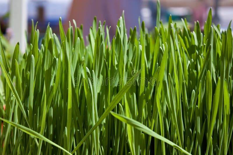 Wheatgrass stock image. Image of field, background, textures - 14566593