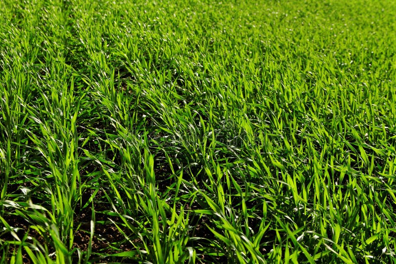 Wheatgrass. stock image. Image of nature, bright, lawn - 25221323