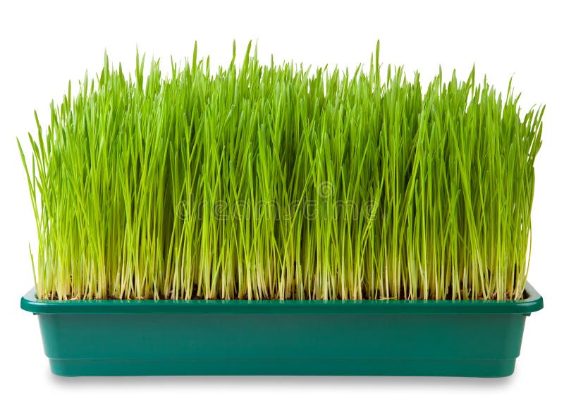 Wheatgrass stock image. Image of healthy, eating, nature - 28045349