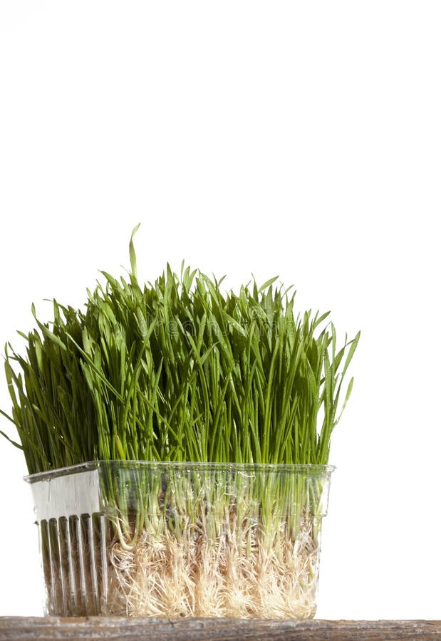 Wheatgrass stock photo. Image of marilyn, wheatgrass - 36862138
