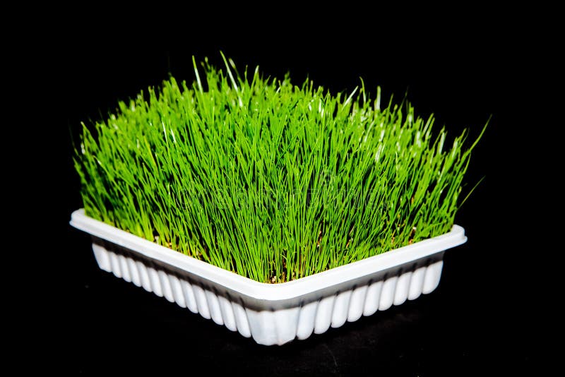 Wheatgrass stock photo. Image of super, nutritional, black - 61313968