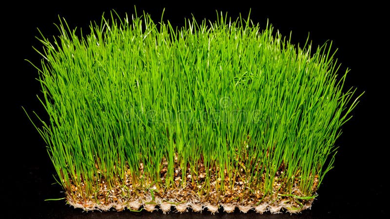 Wheatgrass stock image. Image of colourful, medicinal - 61317059