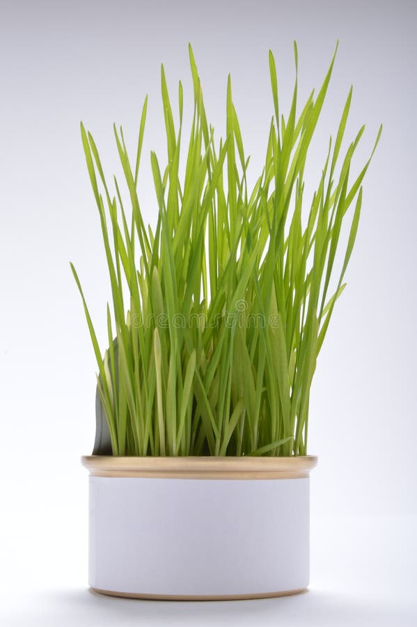 Wheatgrass Growing from a Ring Pull Can Stock Photo - Image of ...