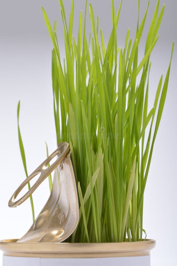 Wheatgrass Growing from a Ring Pull Can Stock Image - Image of ...