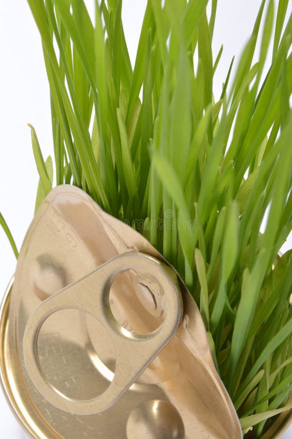 Wheatgrass Growing from a Ring Pull Can Stock Image - Image of green ...