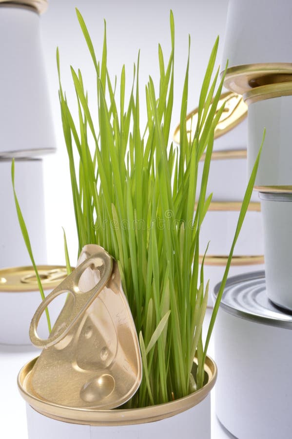 Wheatgrass Growing from a Ring Pull Can Stock Image - Image of healthy ...