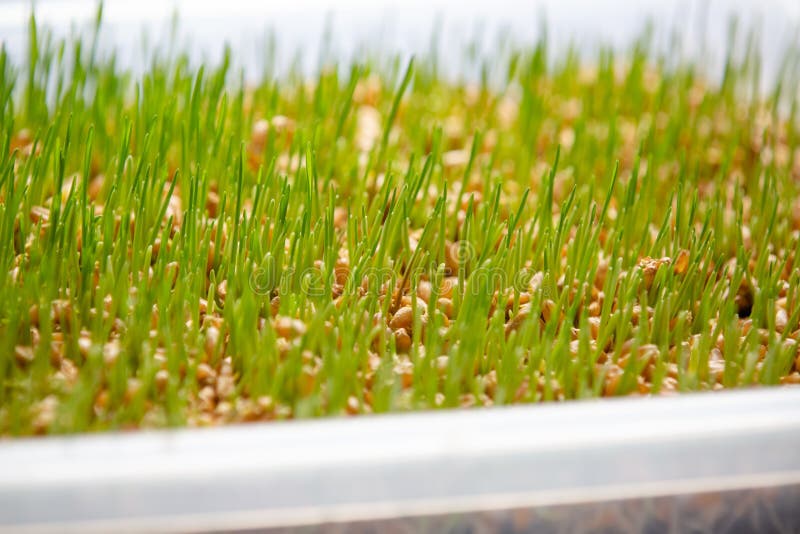 Planting Sprouted Wheatgrass in a White Pot with Soil. Stock Photo ...