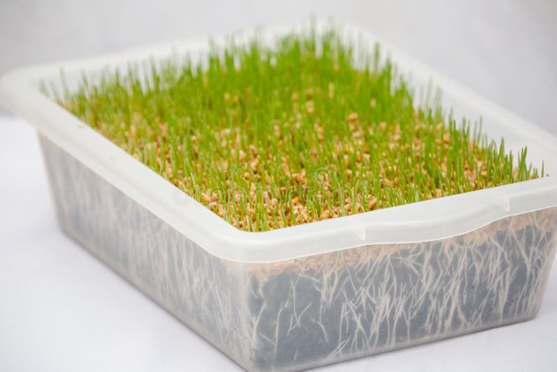 Planting Sprouted Wheatgrass in a White Pot with Soil. Stock Photo ...
