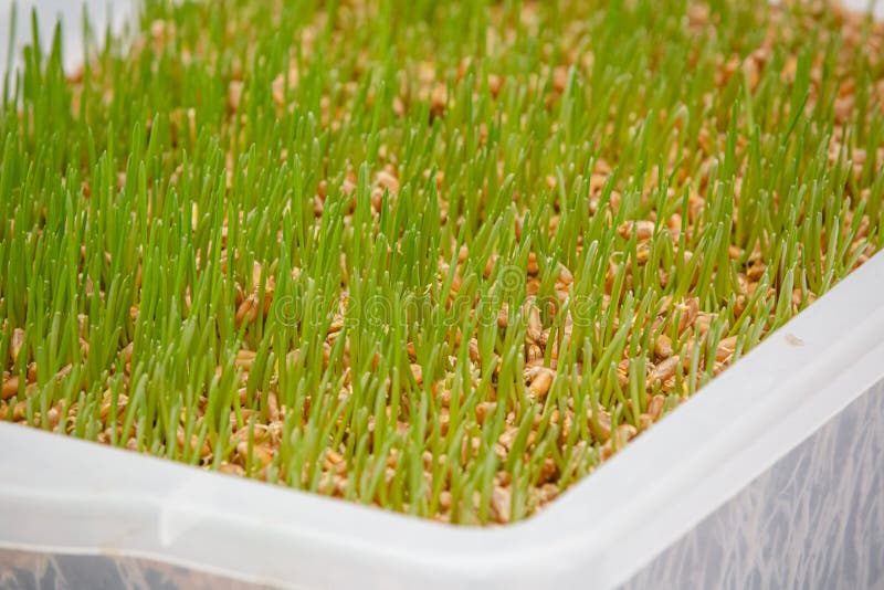 Planting Sprouted Wheatgrass in a White Pot with Soil. Stock Image ...