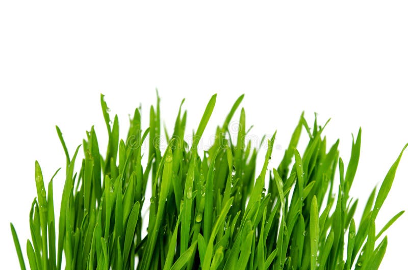 Wheatgrass isolated stock photo. Image of minerals, diet - 42225884