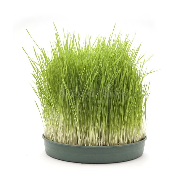 Wheatgrass stock photo. Image of eating, lifestyle, isolated - 84293270